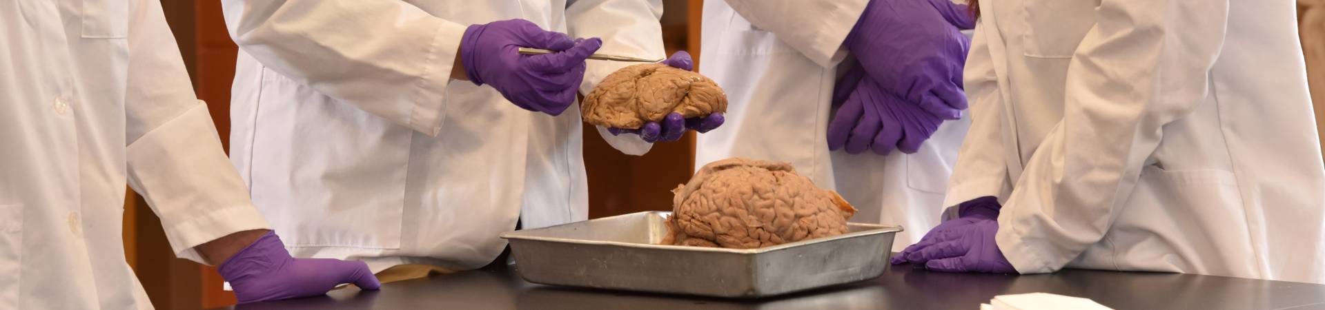 Biology (Pre-Medical/Pre-Dental) Major | Grand View University